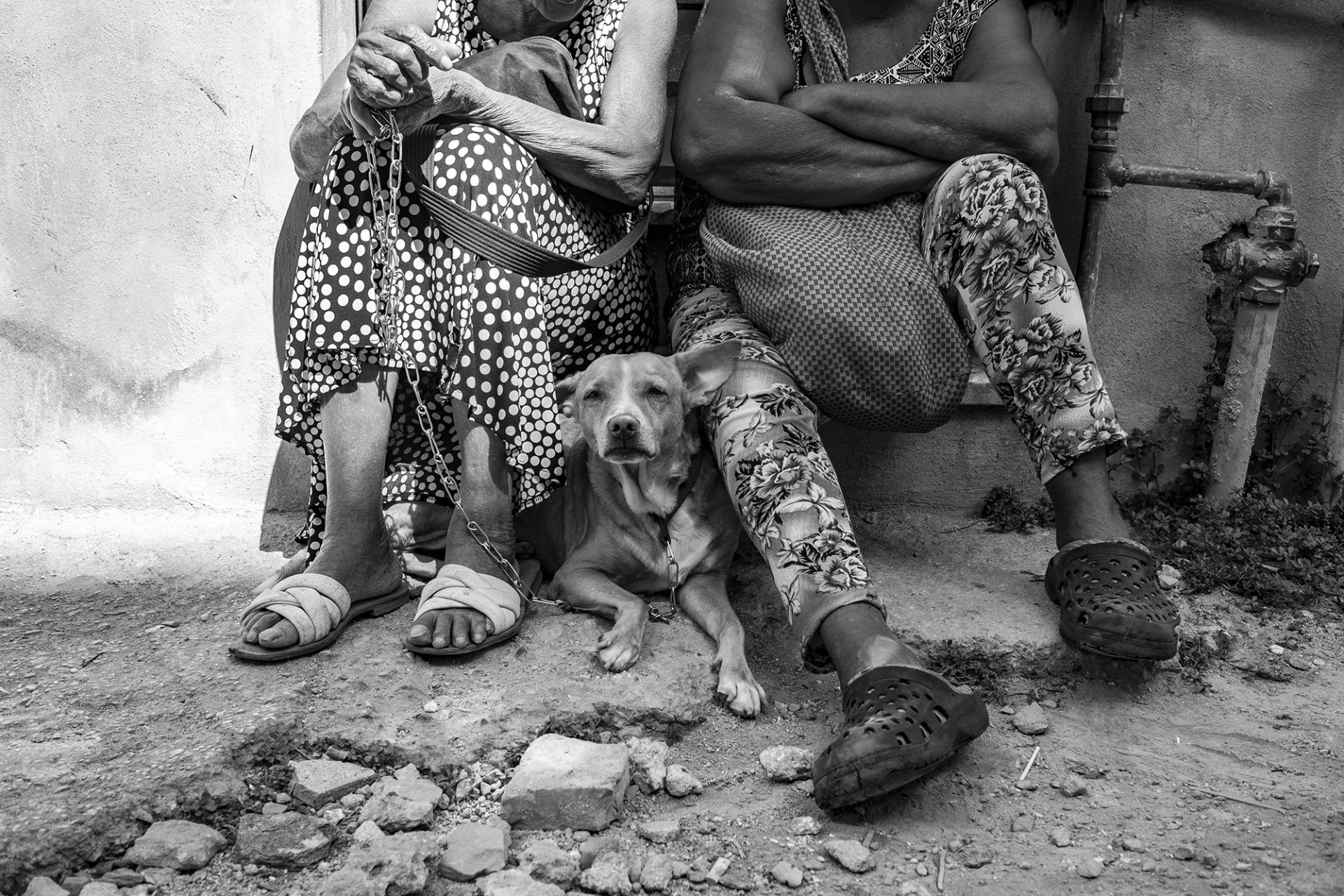 Perros cubanos (fotografía callejera)