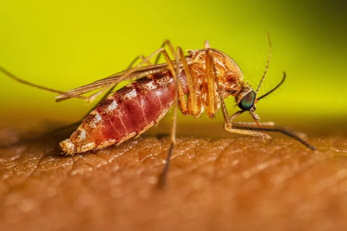 Oropouche y dengue en Cuba: análisis de la situación sanitaria