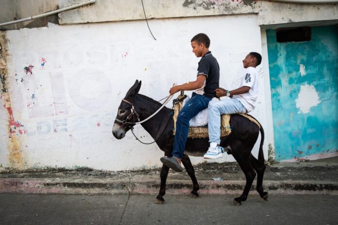 Festival del burro en el Caribe colombiano (fotos)